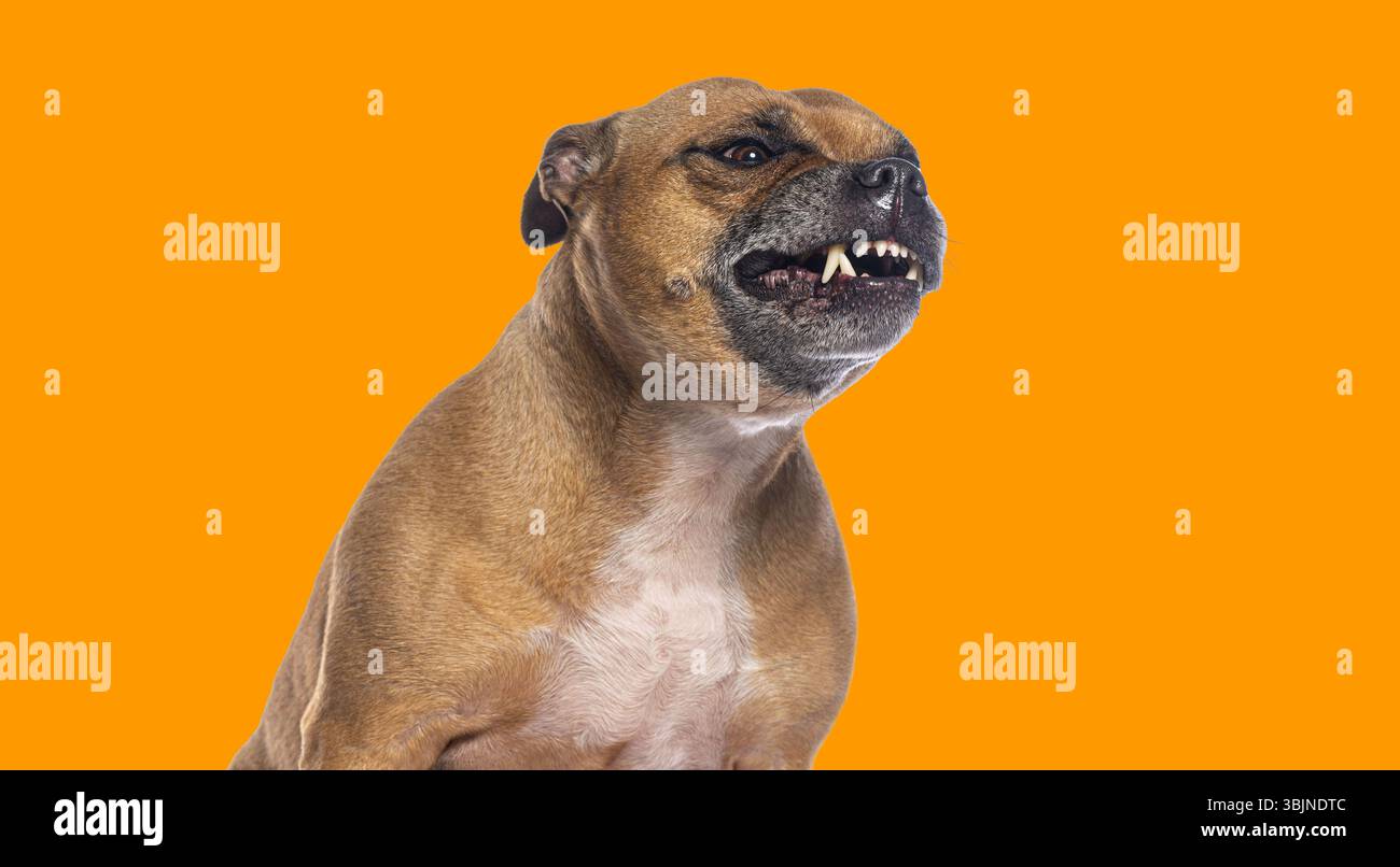 Aggressive staffordshire bull terrier growling and showing teeth on ...