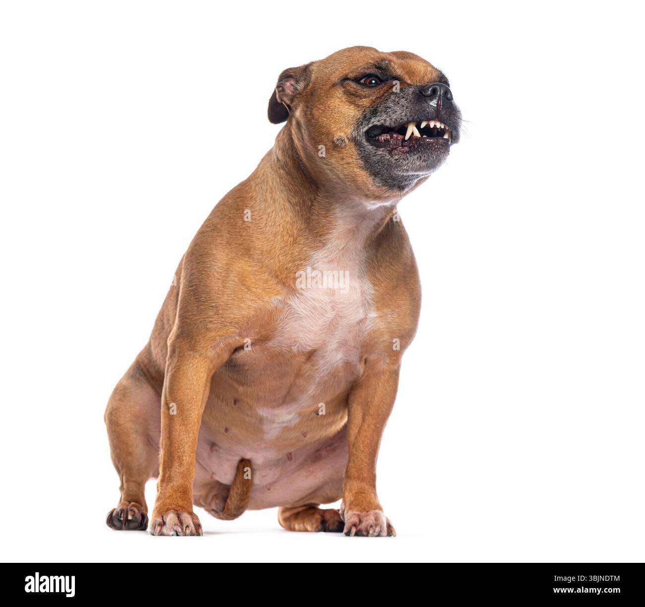 Aggressive staffordshire bull terrier growling and showing teeth while ...