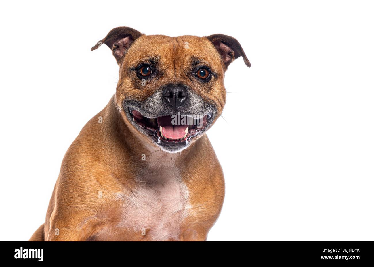Happy staffordshire bull terrier panting and smiling, isolated on ...