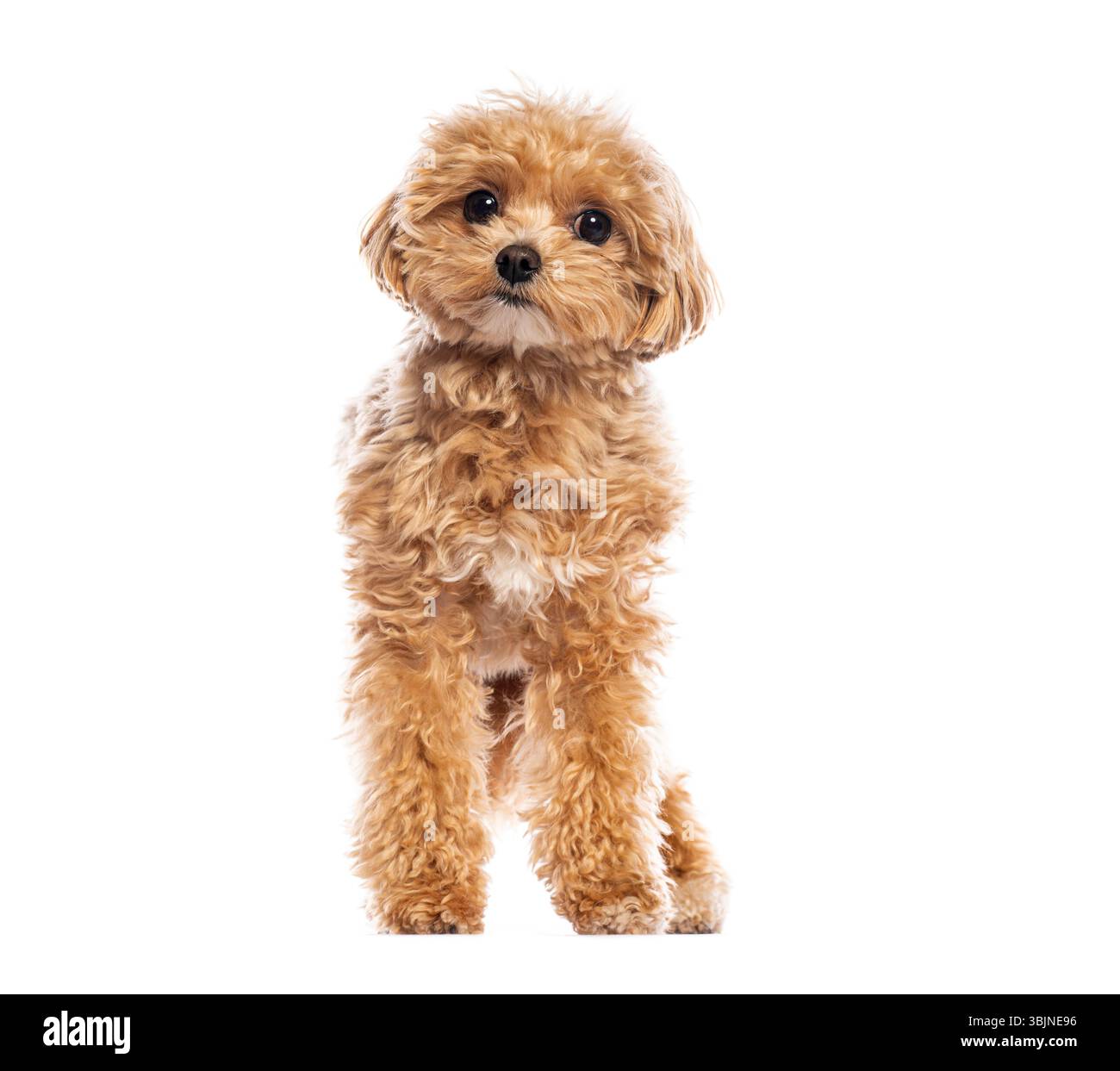 Charming Maltipoo puppy sitting and looking forward, isolated on a ...