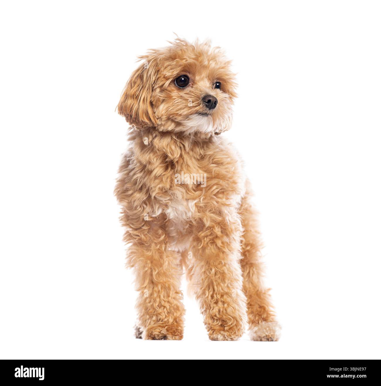 Charming Maltipoo puppy with fluffy apricot fur, standing and gazing ...
