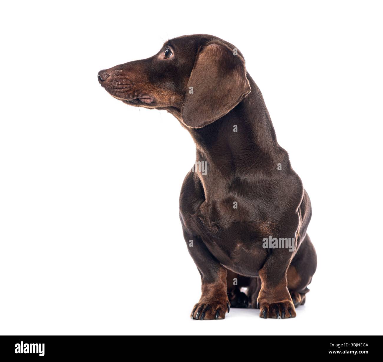 Chocolate dachshund dog sitting and looking up curiously against white ...