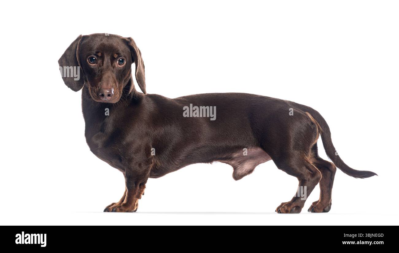 Short legged, long bodied, hound type dog breed, standing and looking ...