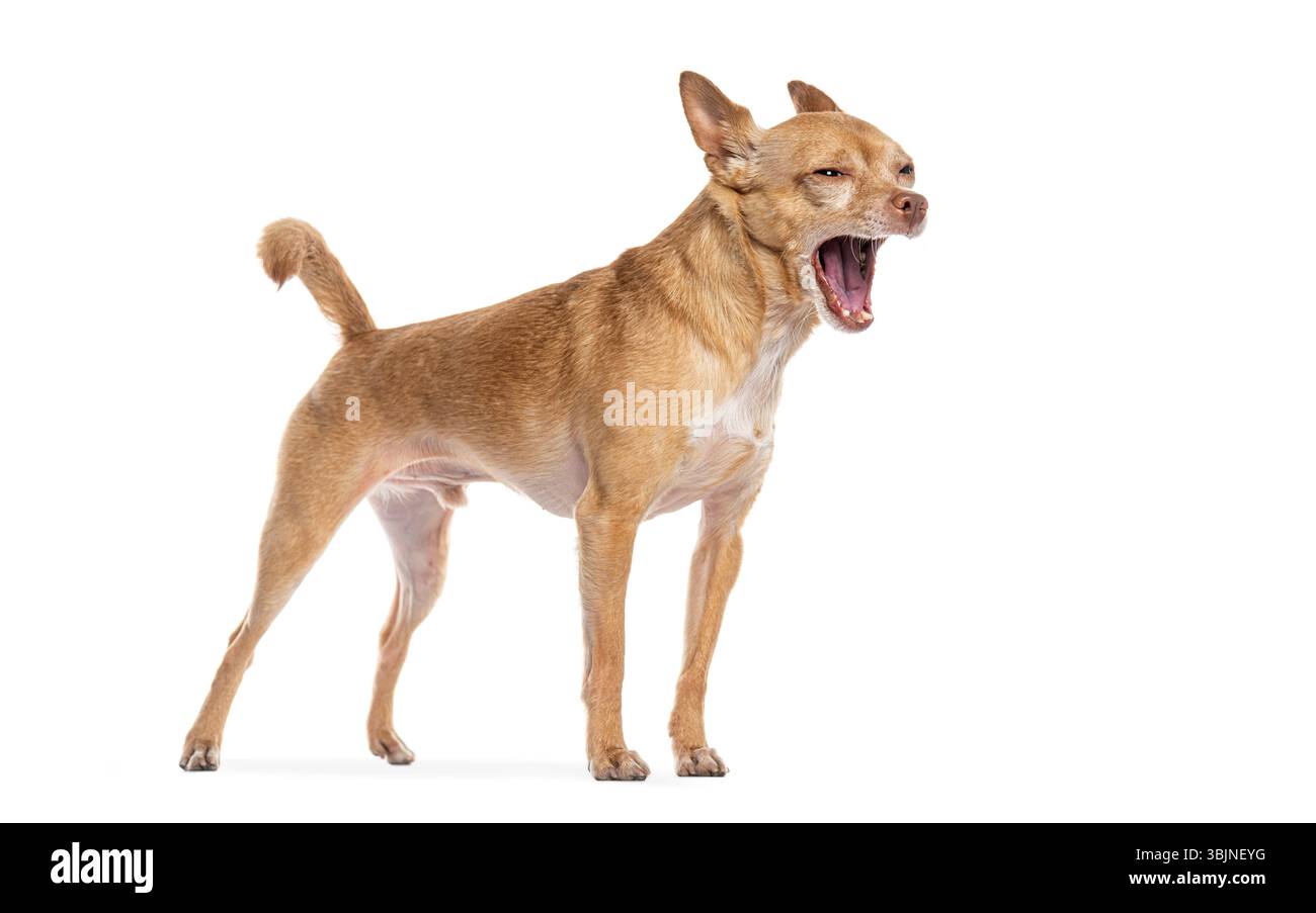 Dog yawning and standing on a white background Stock Photo - Alamy