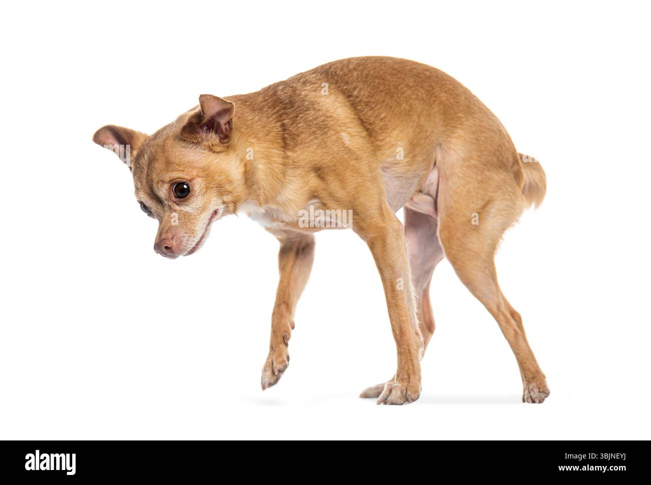 Dog and posture Cut Out Stock Images & Pictures - Alamy