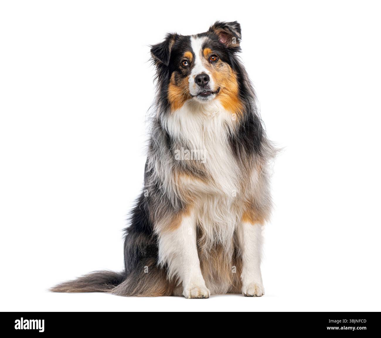 miniature Adorable australian shepherd sitting and posing on a seamless ...