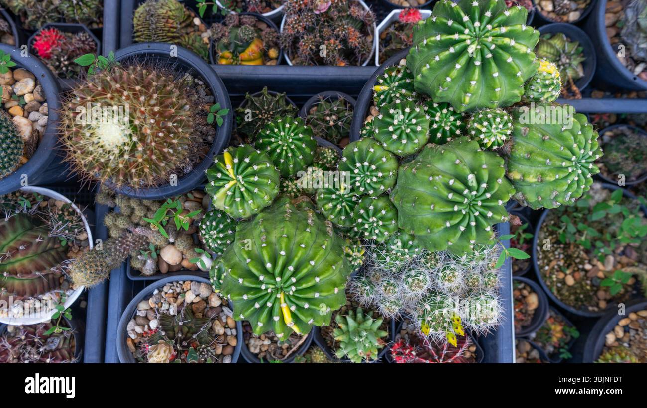 Exotic pot plants hi-res stock photography and images - Alamy