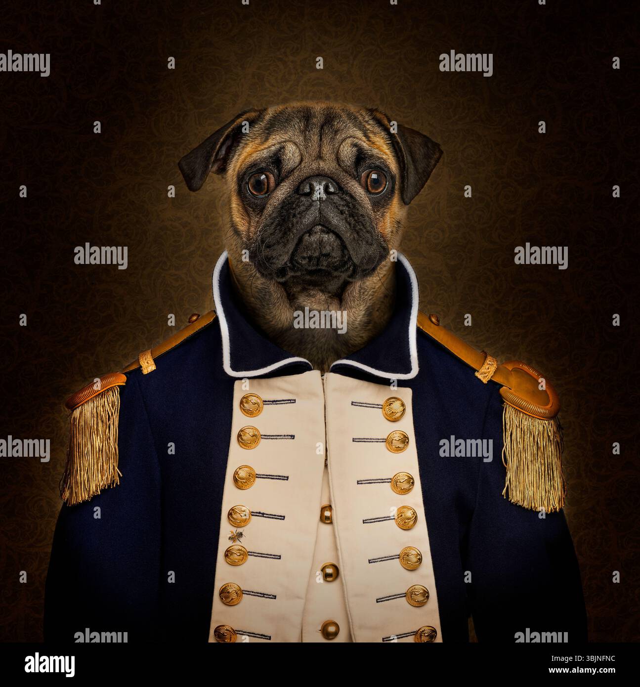 Portrait of a pug dog wearing an elegant napoleonic era general uniform ...