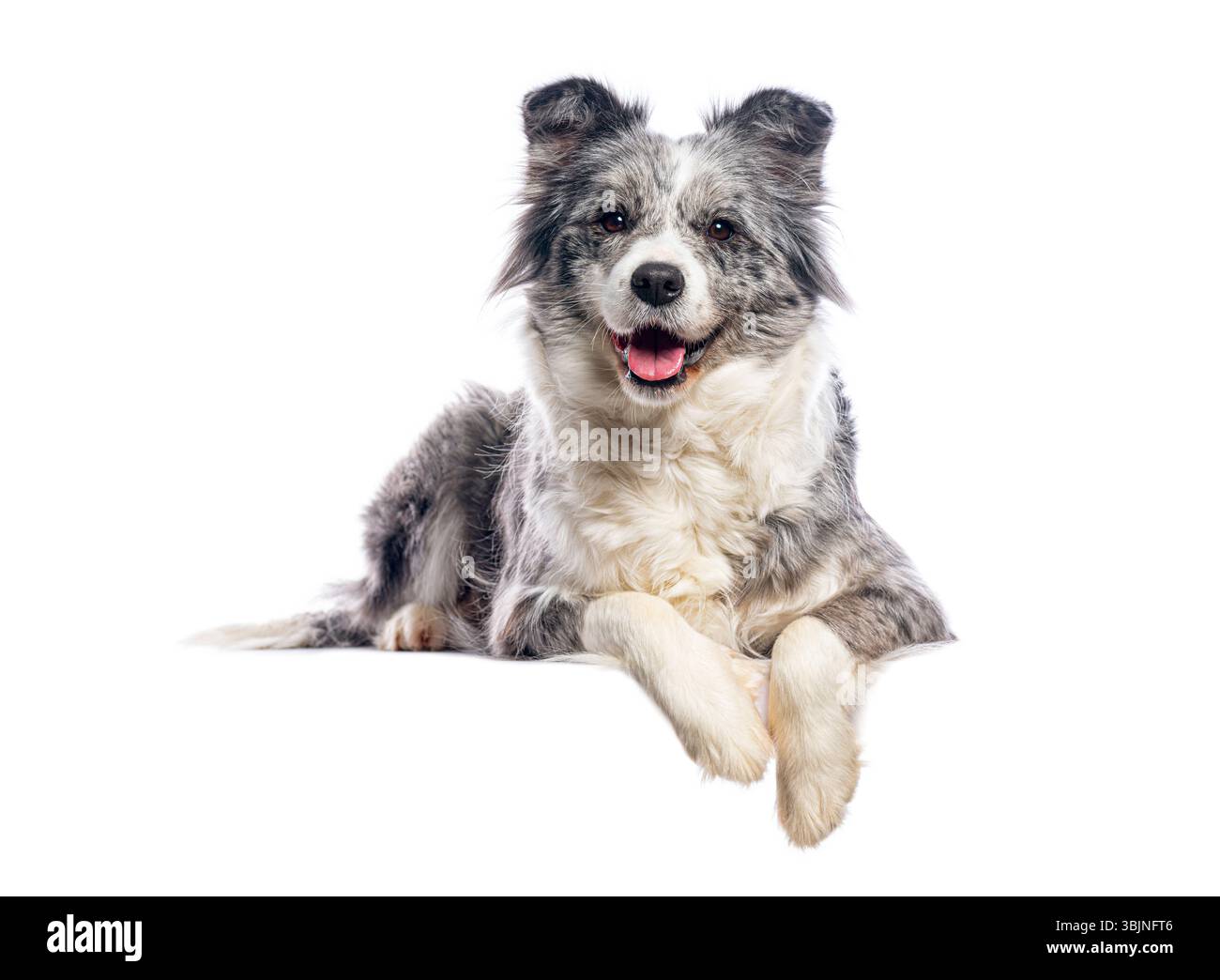 Smiling border collie relaxing with paws crossed Stock Photo - Alamy