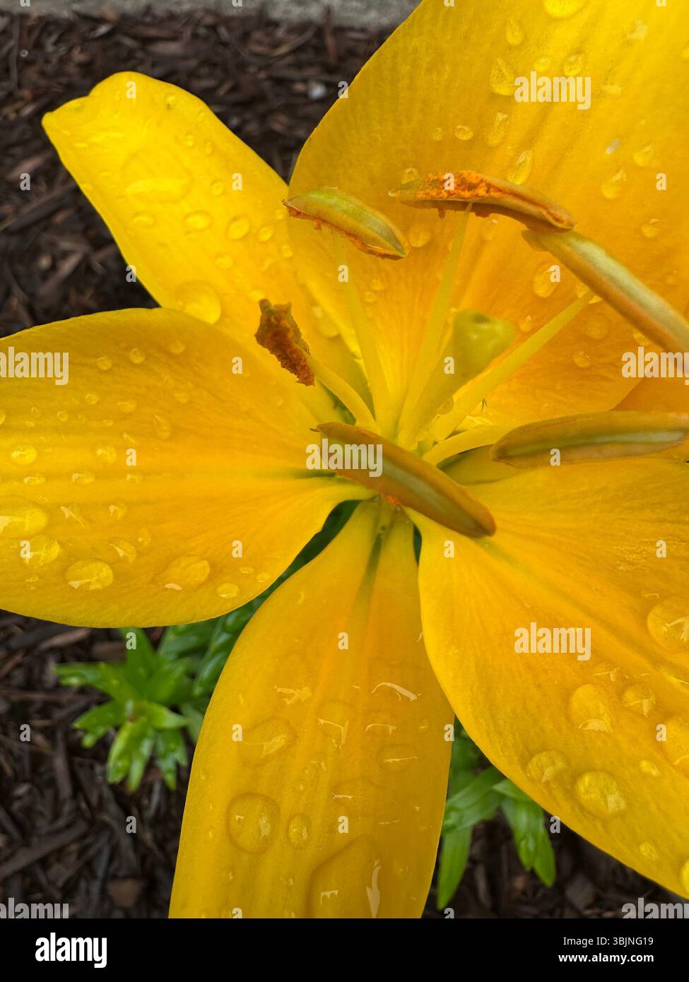 Yellow water lily leaves hi-res stock photography and images - Alamy