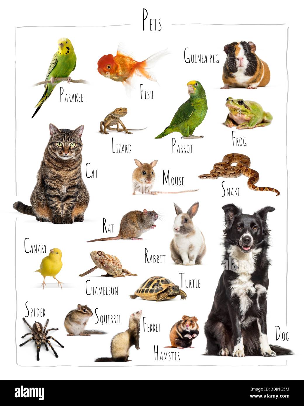Educational chart presenting various common pets, including mammals ...