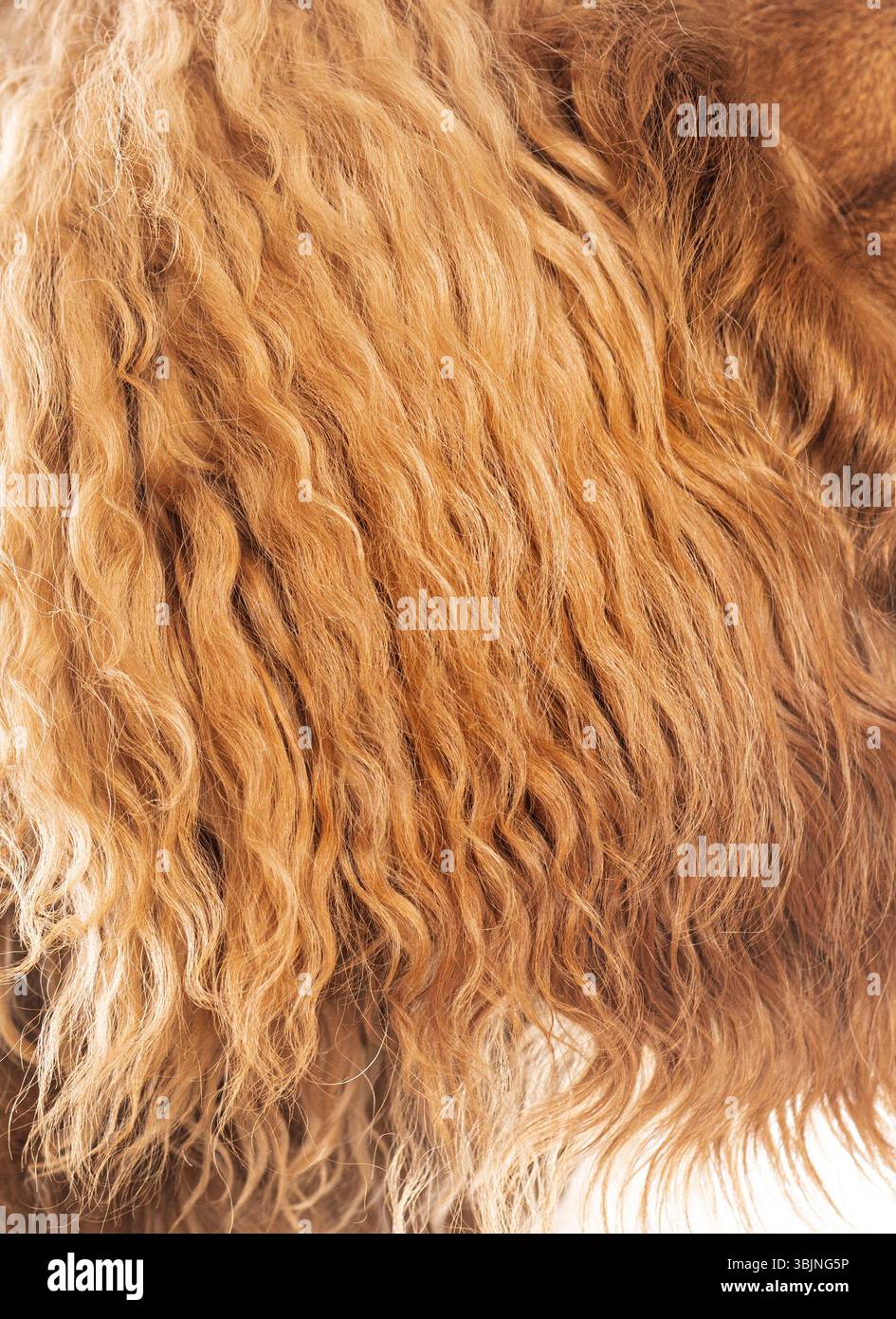 Close up of long wavy ginger dog fur showing texture and color Stock ...