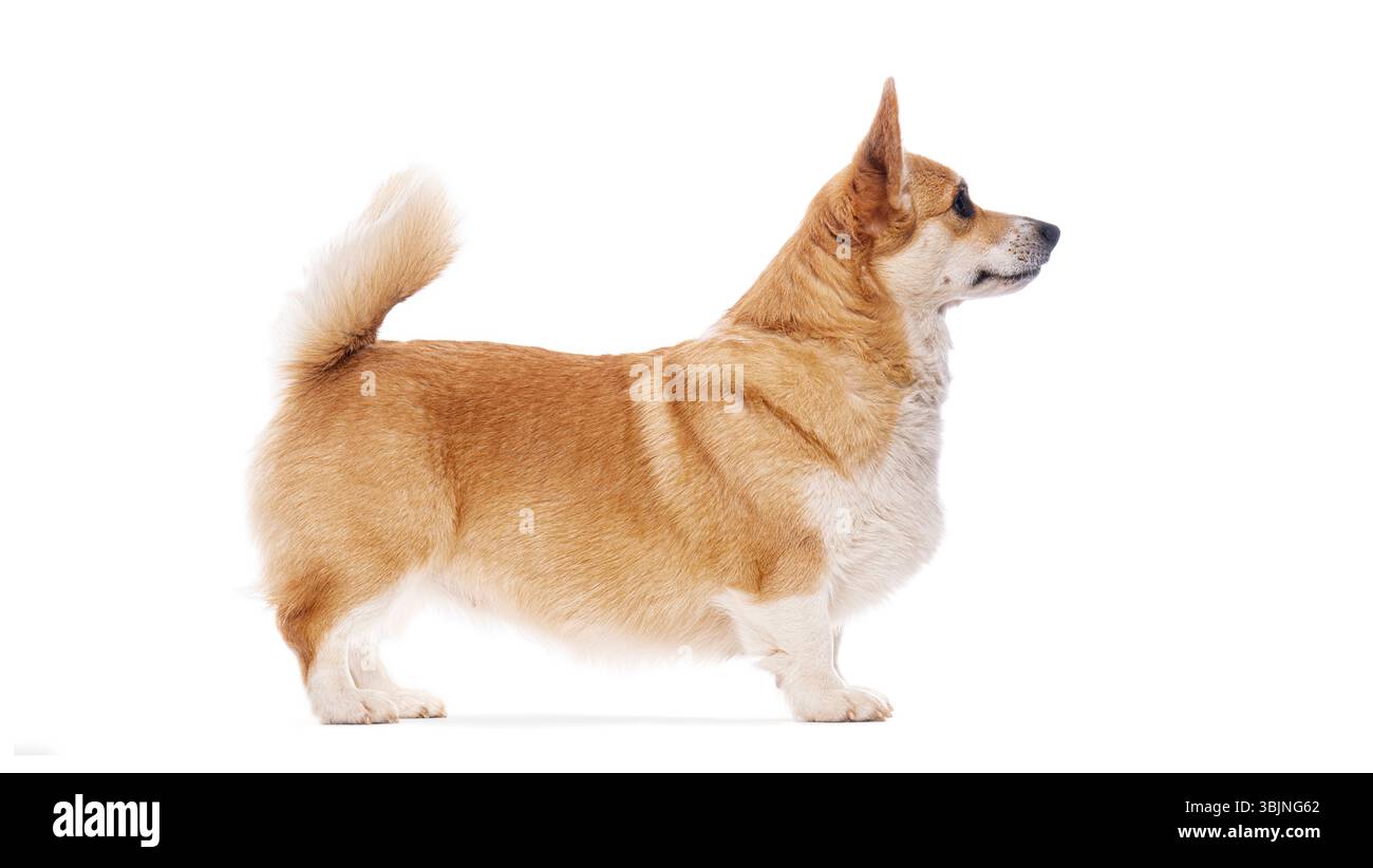 Side view of adorable welsh corgi pembroke standing on white background ...