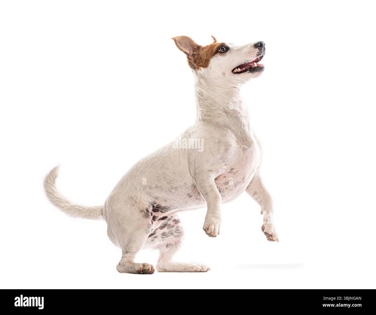 Playful jack russell terrier standing on hind legs, isolated on white ...