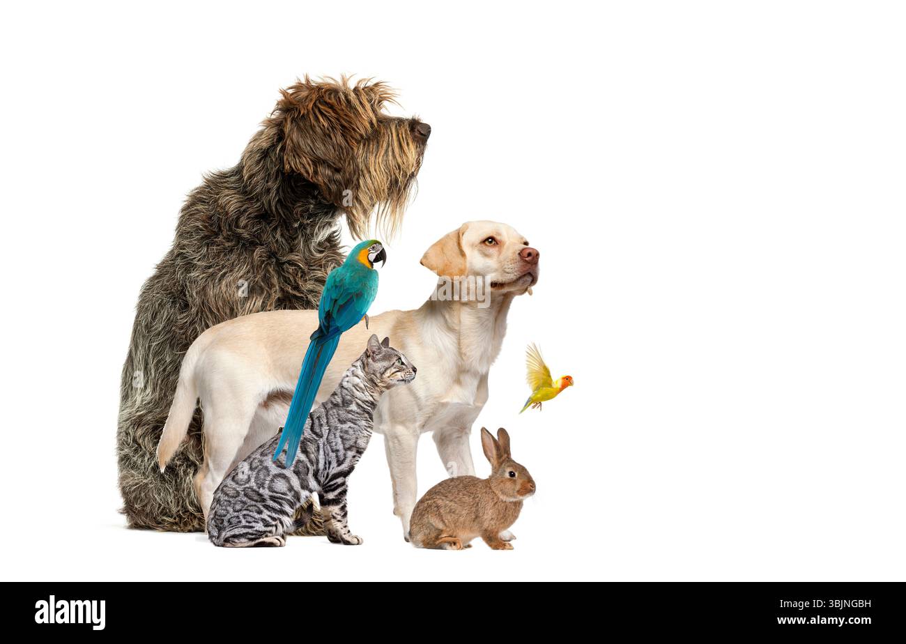 Large group of domestic animals including dogs, cat, rabbit, parrot ...