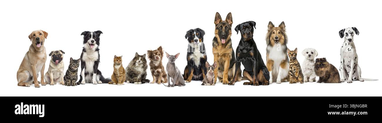 Large group of various cat and dog breeds sitting and posing together ...