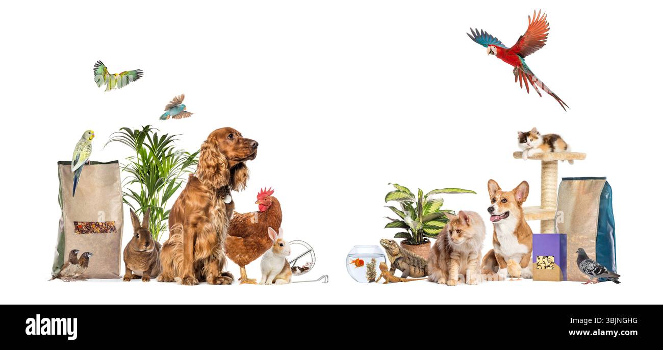 Large group of common domestic animals including birds, mammals ...