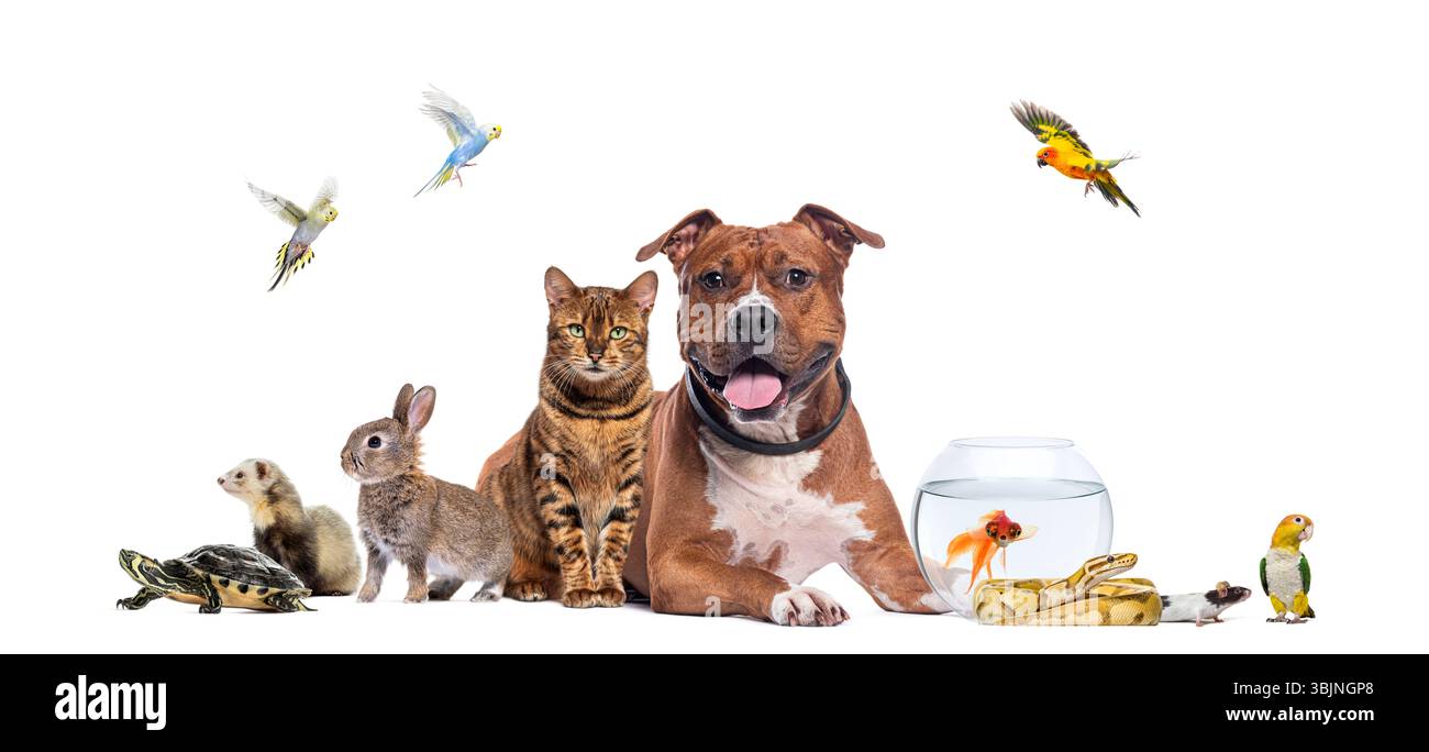 Large group of domestic animals including birds, mammals, reptiles and ...