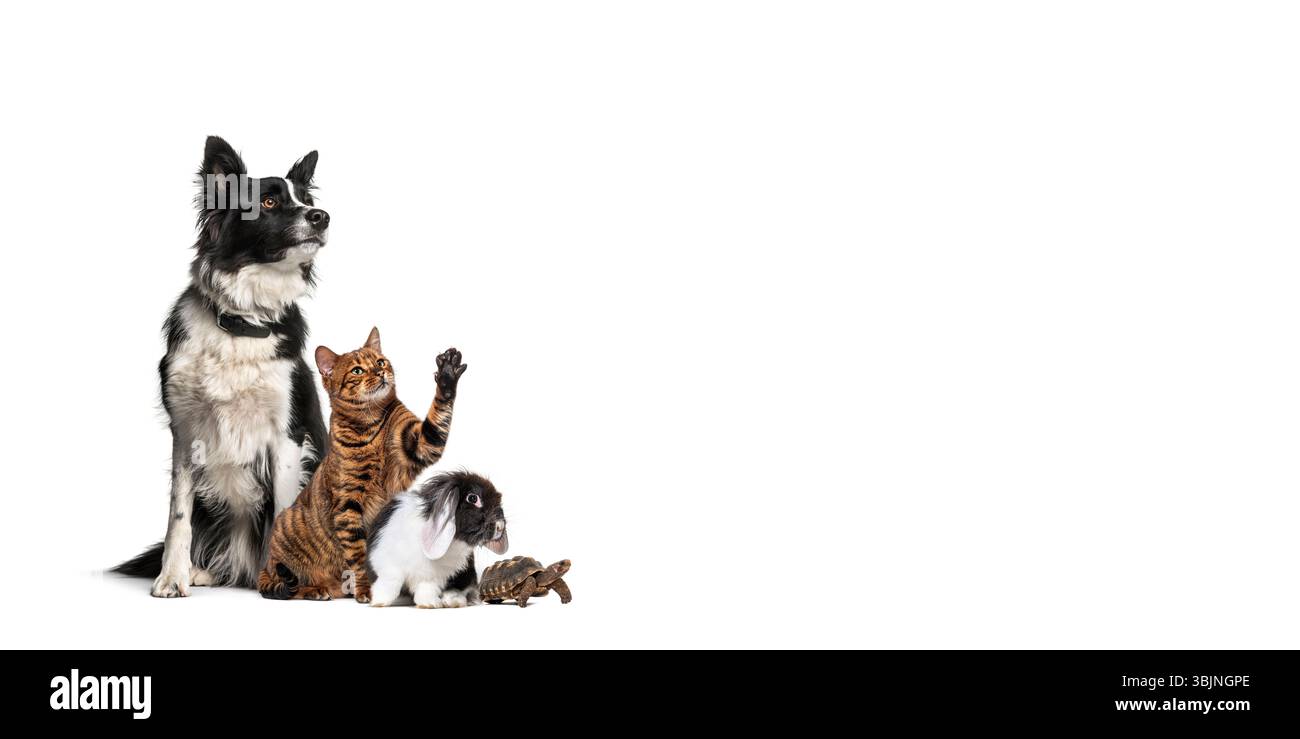 Group of pets including a border collie dog, a bengal cat, a dwarf ...