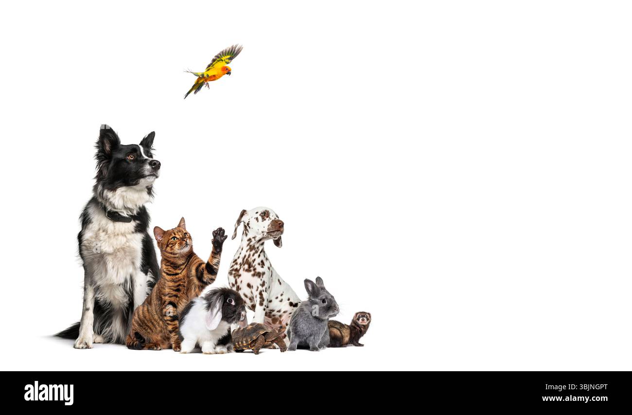Group of domestic animals including dogs, cat, rabbit, ferret and ...