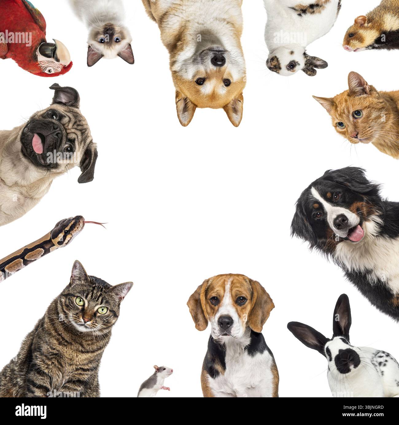 Diverse group of pets creating a delightful frame, showcasing the charm ...