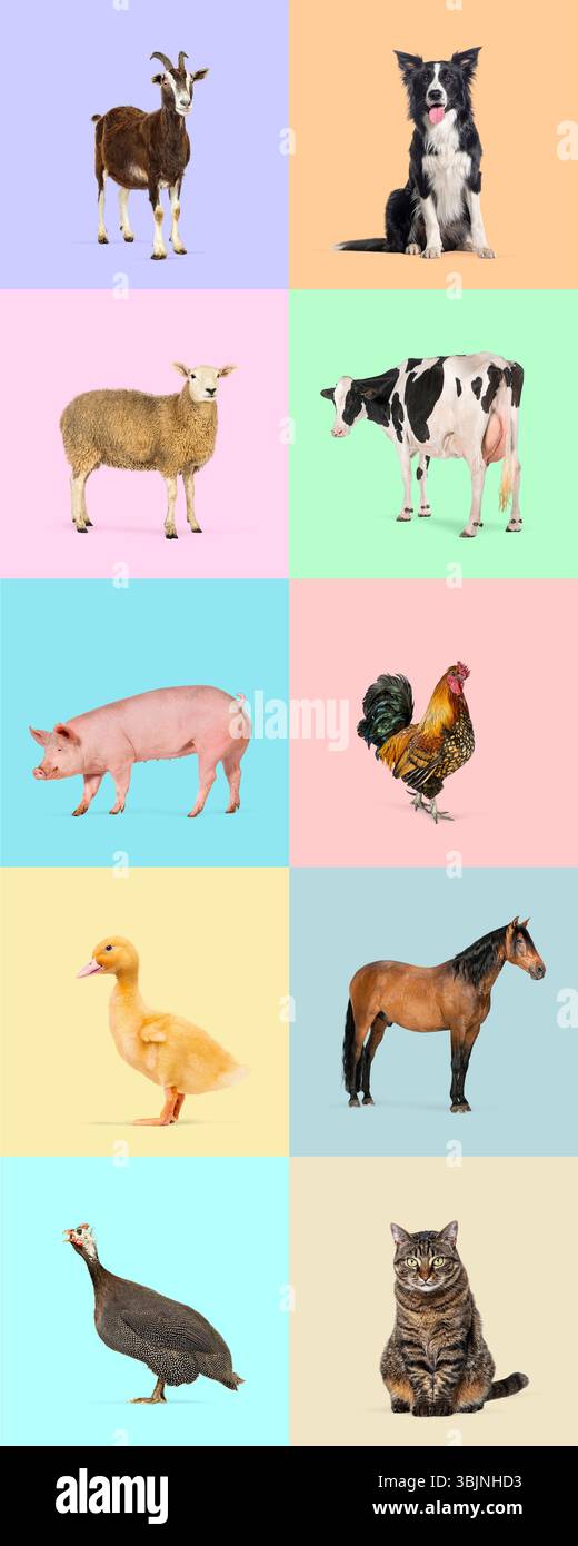 Diverse collection farm animal hi-res stock photography and images - Alamy