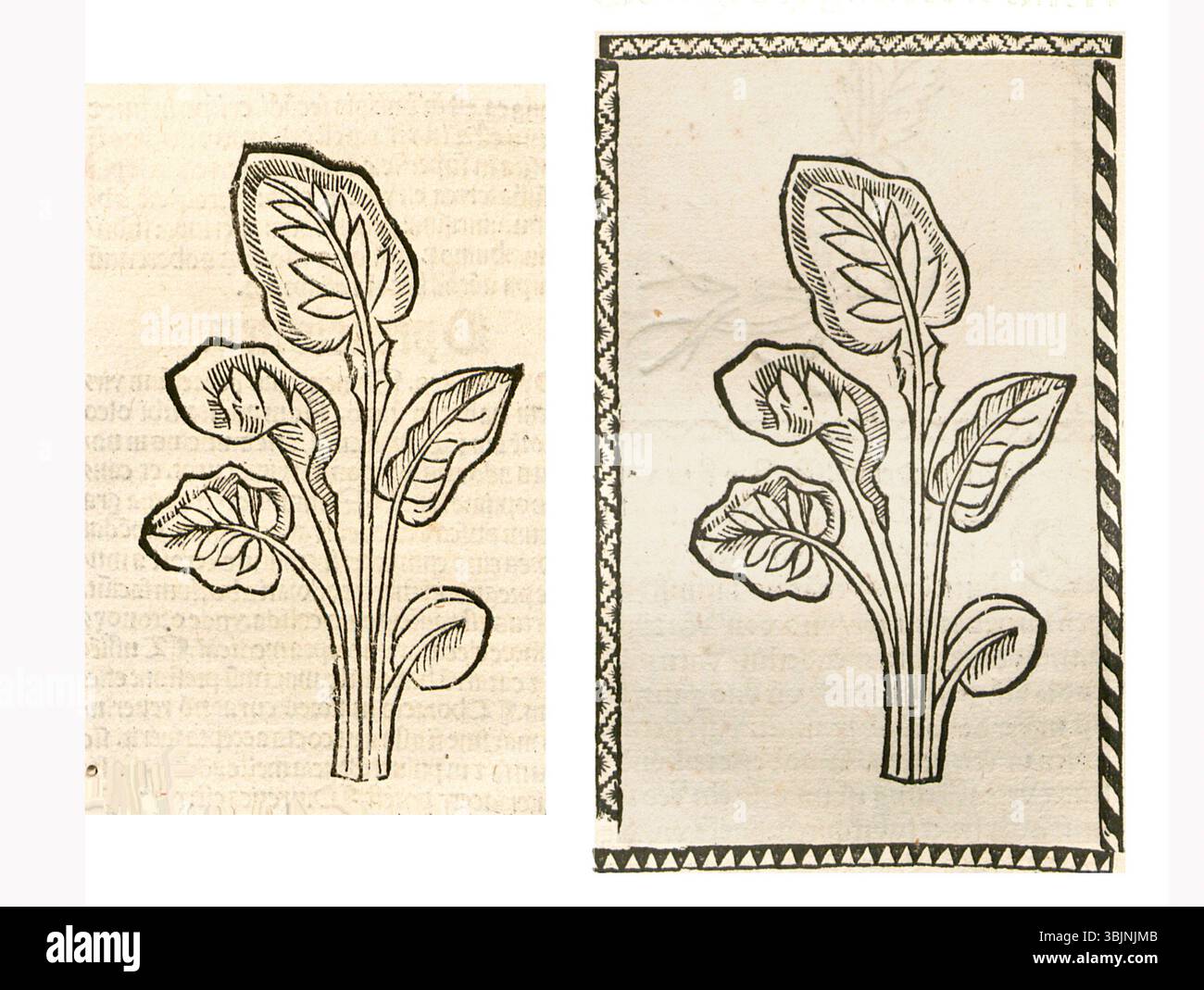 Botanical illustration from 1497–1500 of Gross Gunsel, identified as ...