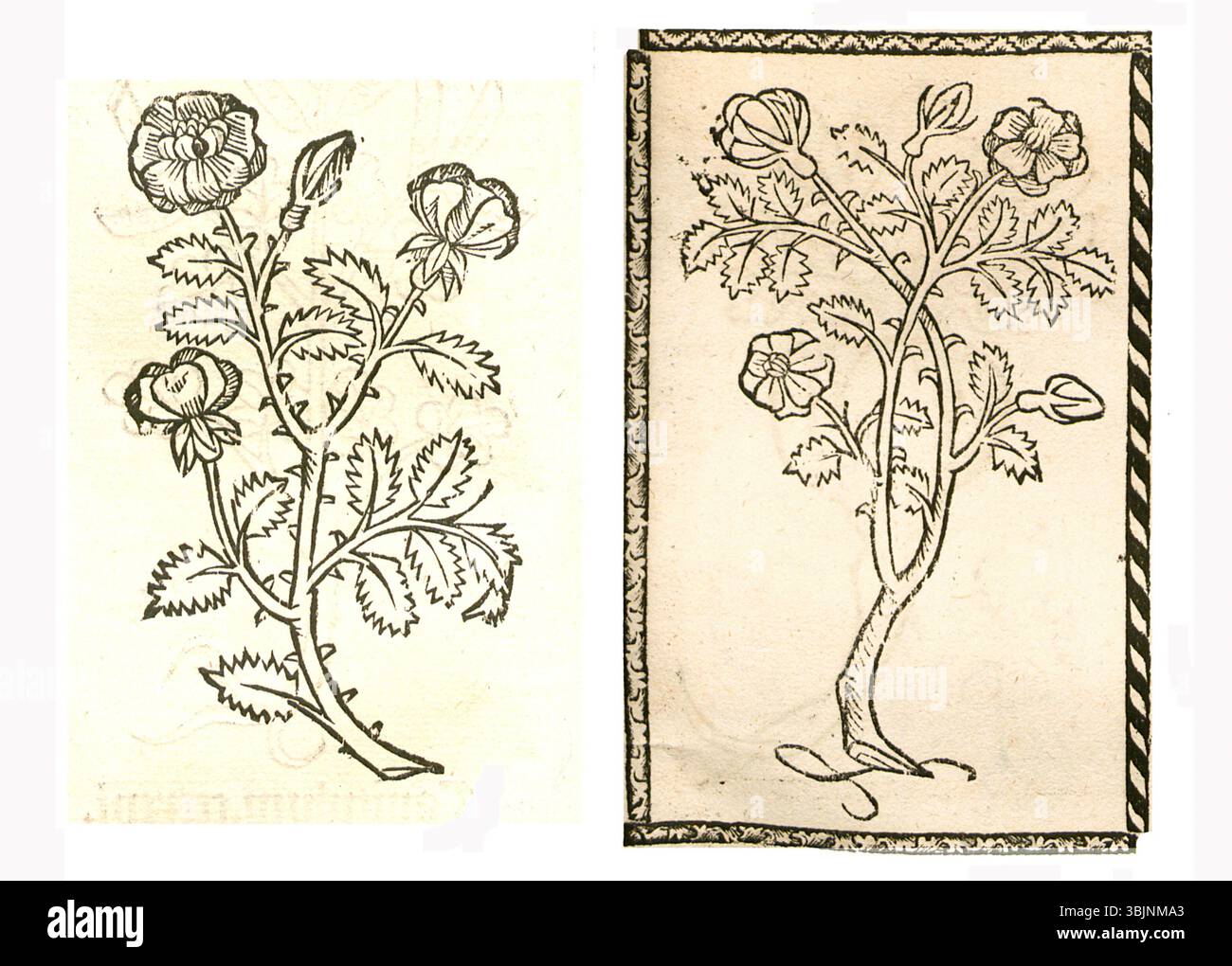 Illustration of Rosa canina, known as dog rose, a climbing wild rose ...
