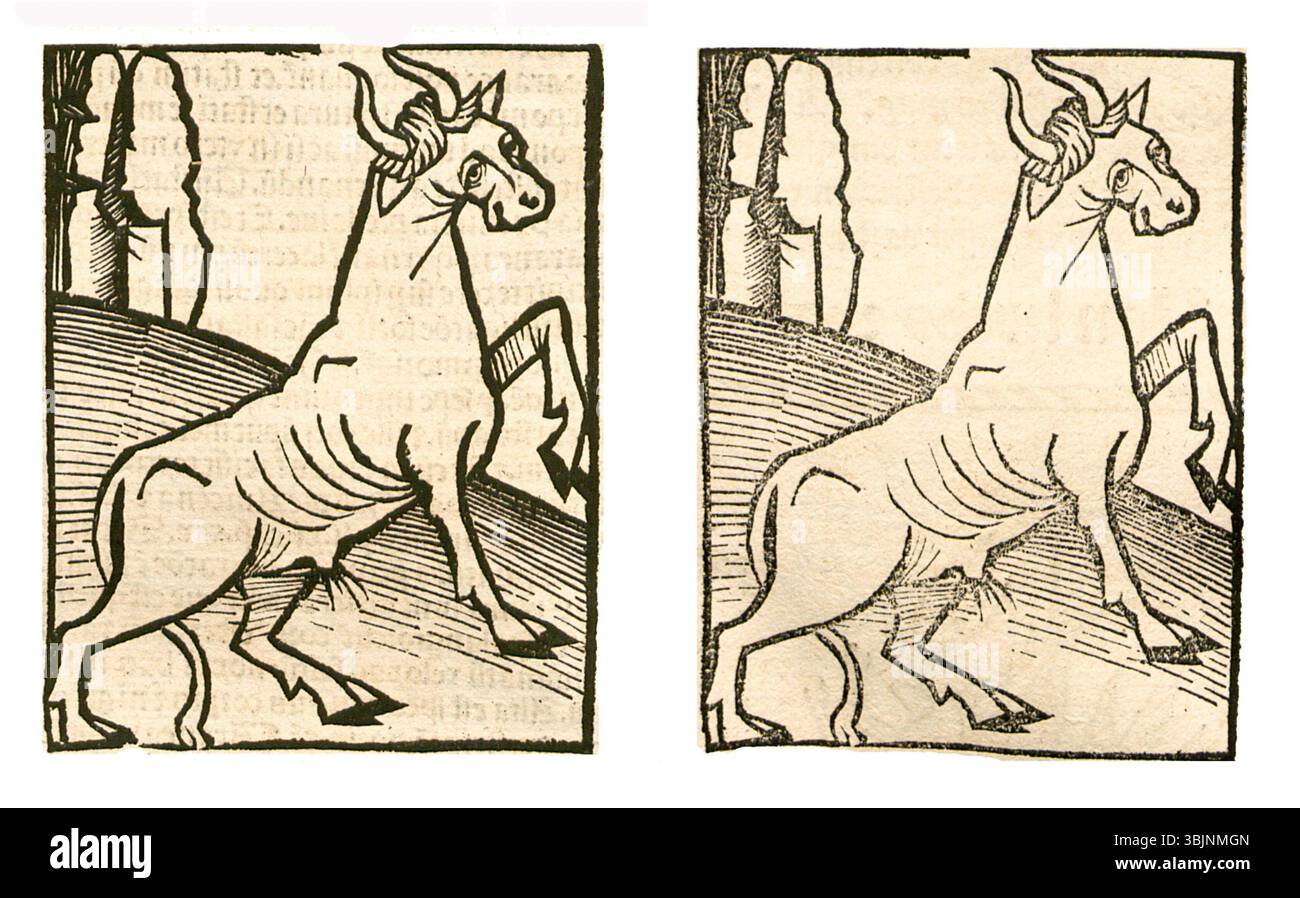 Illustration from 1497–1500 showing cow dung, a natural waste product ...