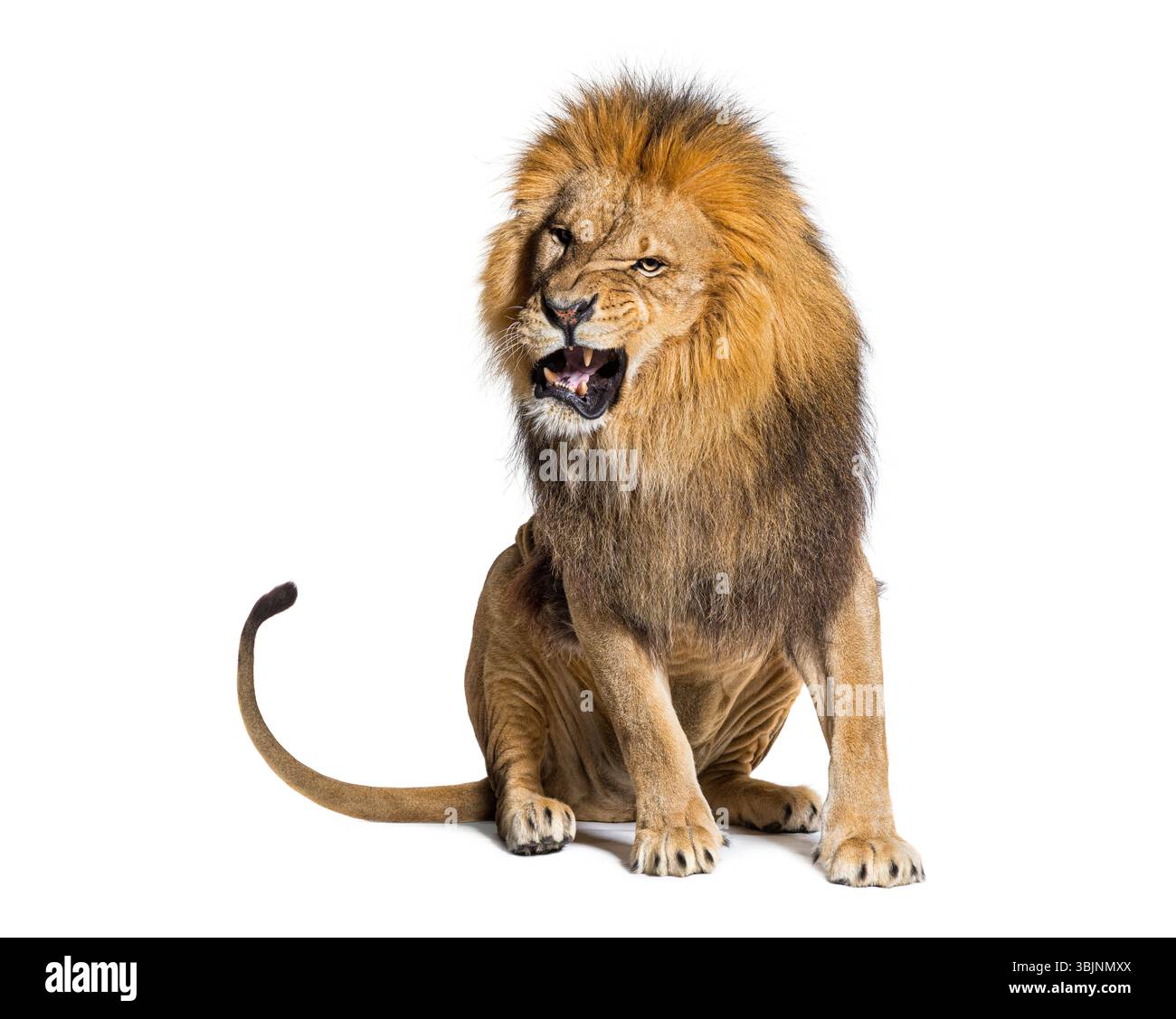 Close up wild male king Cut Out Stock Images & Pictures - Alamy