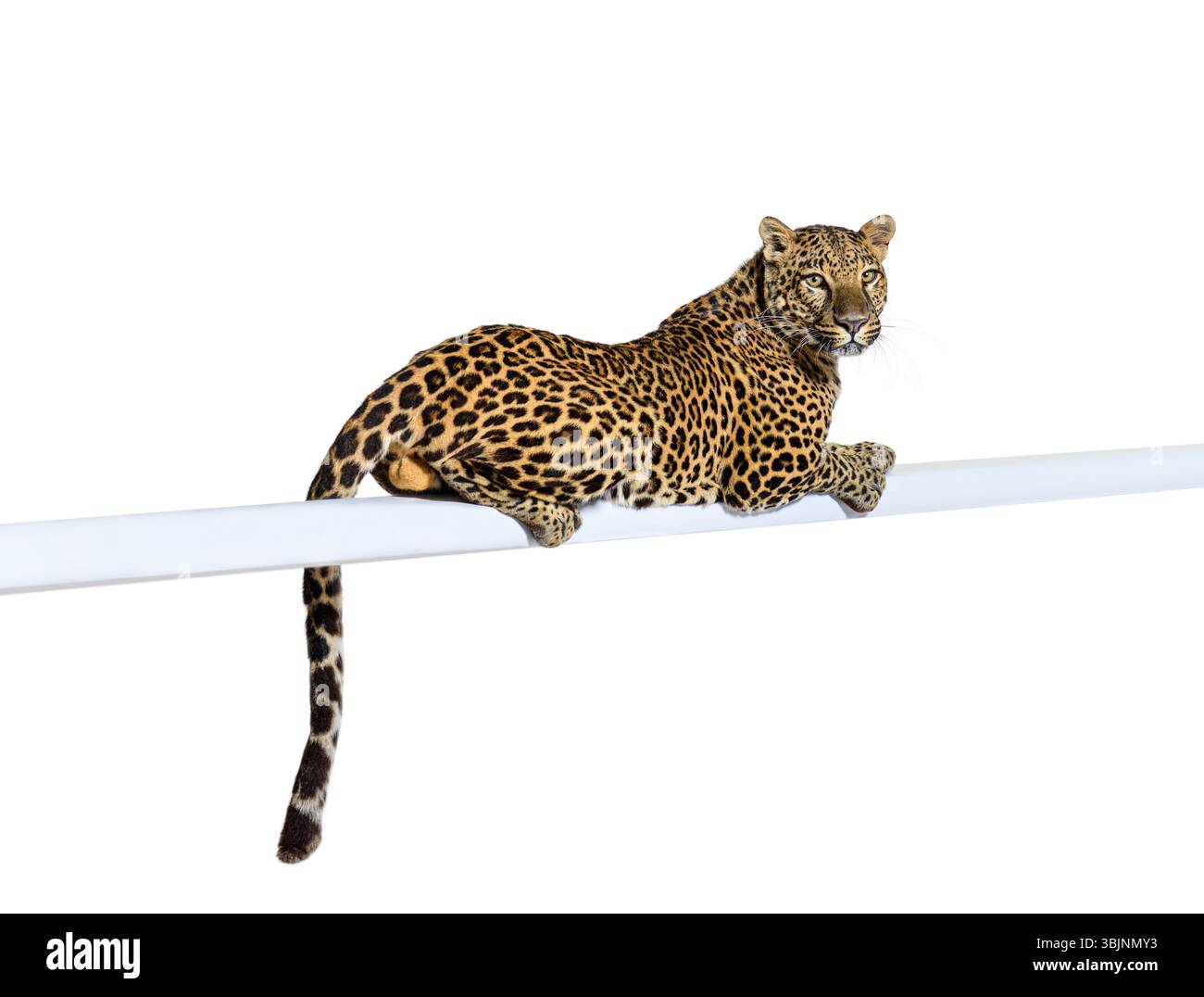 Side view of a Spotted leopard resting on a white pipe looking proudly ...