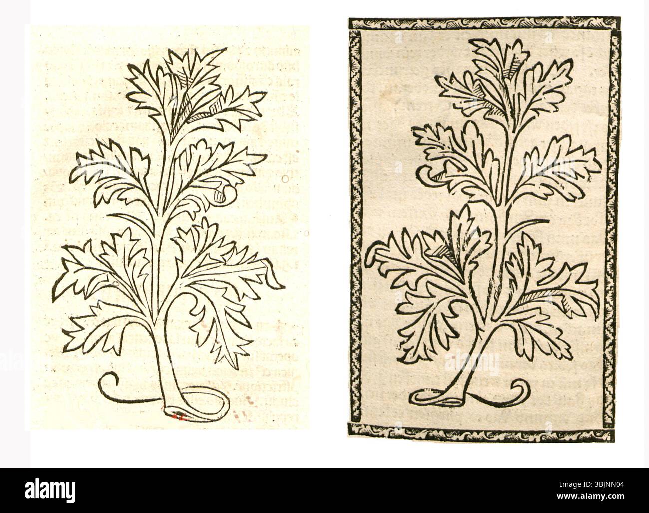 Illustration of wormwood (Artemisia absinthium) from a German herbal ...