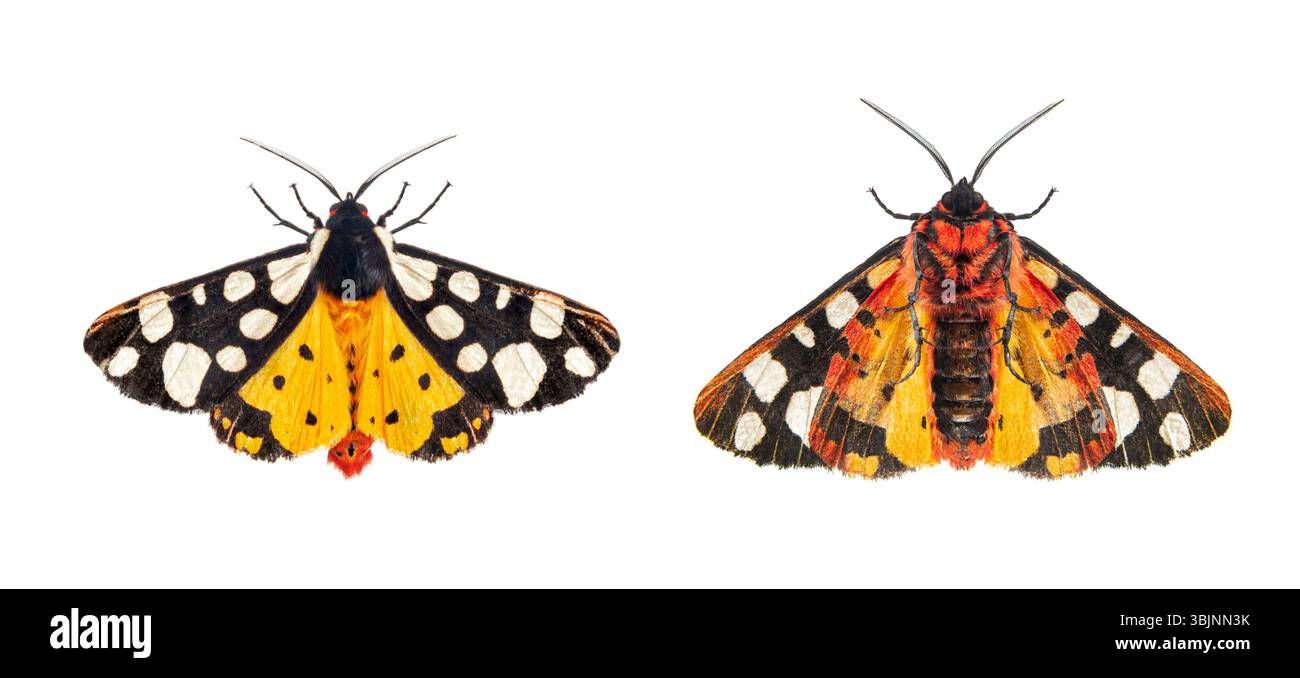 Ventral and dorsal side of a Cream-spot tiger moth wings open, Arctia ...