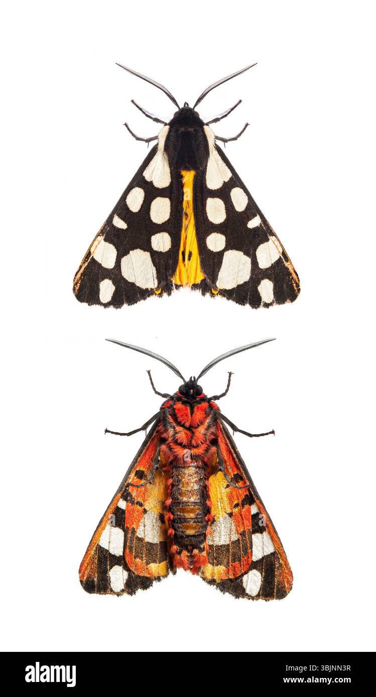 Ventral and dorsal side of a Cream-spot tiger moth wings close, Arctia ...