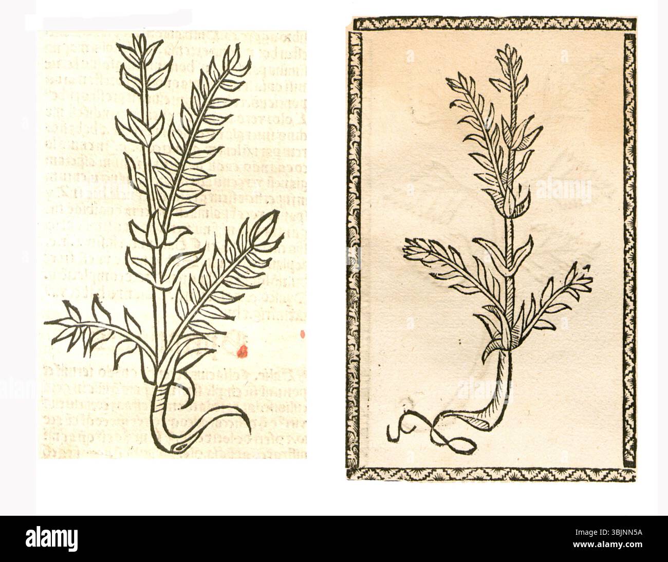 Botanical illustration of Lithospermum officinale, known as common ...