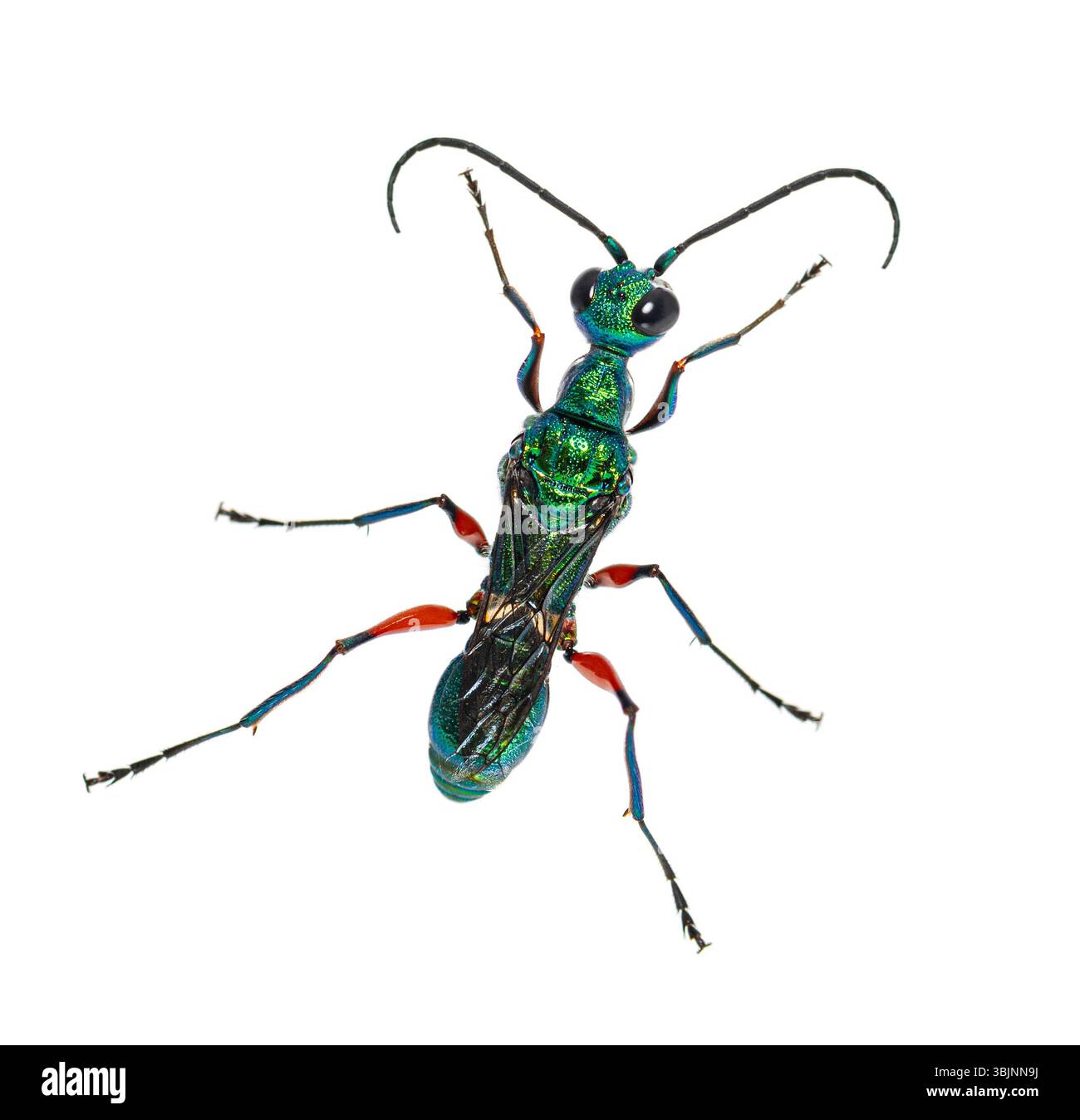 Back side of a Emerald cockroach wasp, Ampulex compressa, isolated on ...