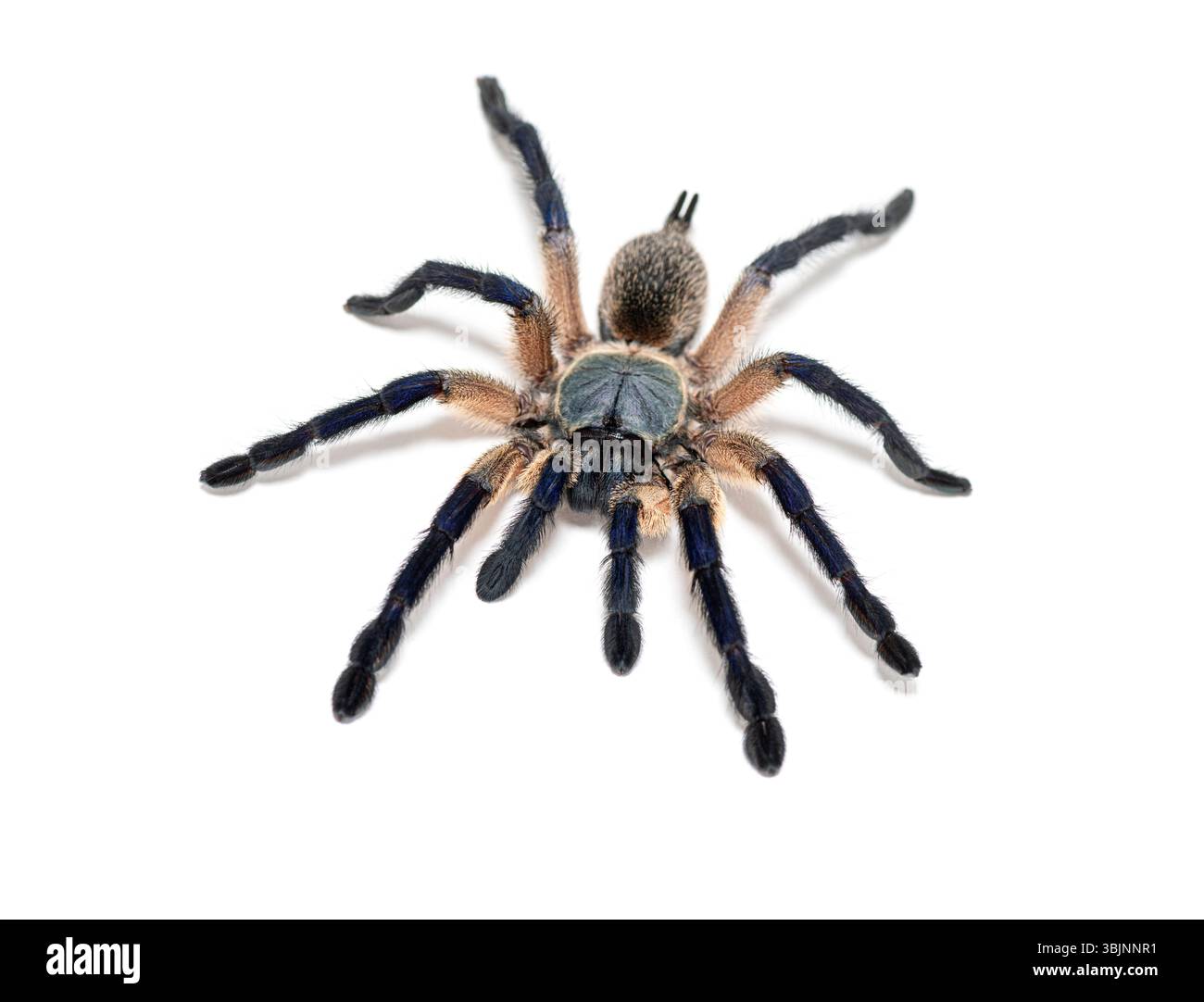 Top view of a Peacock tarantula, Poecilotheria metallica, isolated on ...