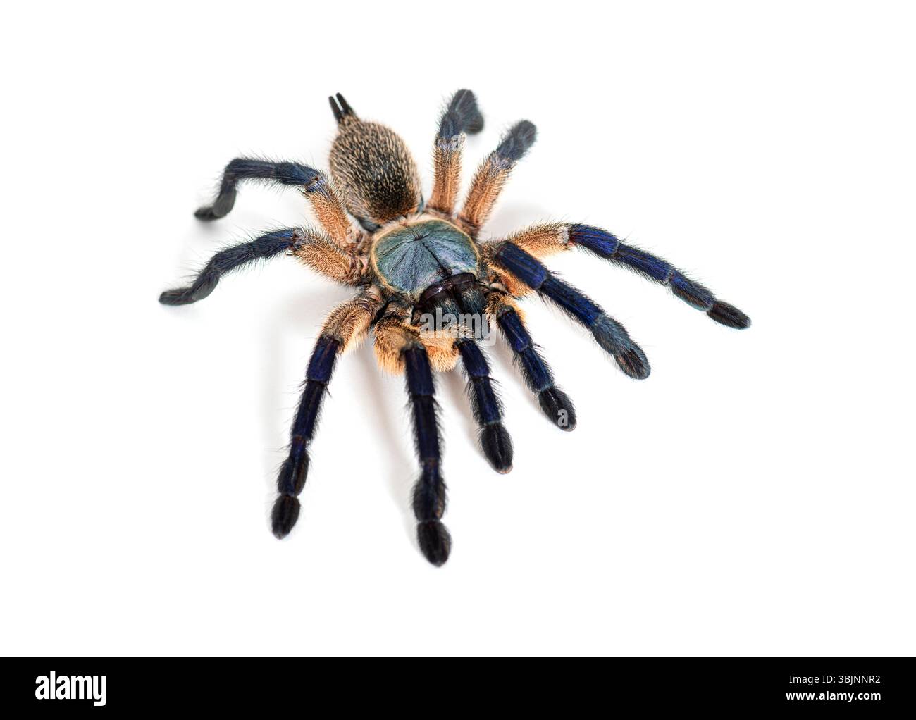 Top view of a Peacock tarantula, Poecilotheria metallica, isolated on ...