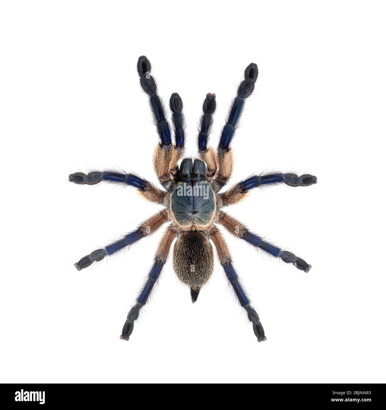 Top view of dorsal side Peacock tarantula, Poecilotheria metallica ...