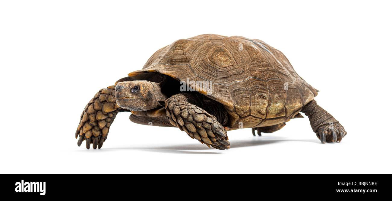 Side view of a Asian forest tortoise walking, Manouria emys, isolated ...