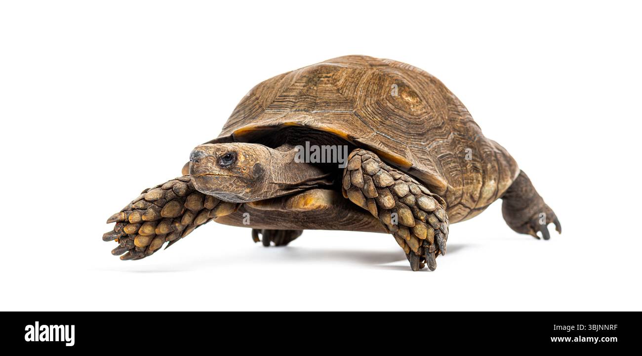 Asian forest tortoise, Manouria emys, isolated on white Stock Photo - Alamy