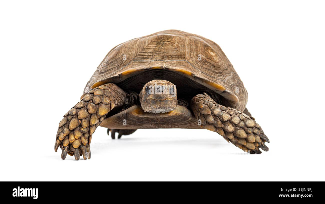 Asian forest tortoise, Manouria emys, isolated on white Stock Photo - Alamy