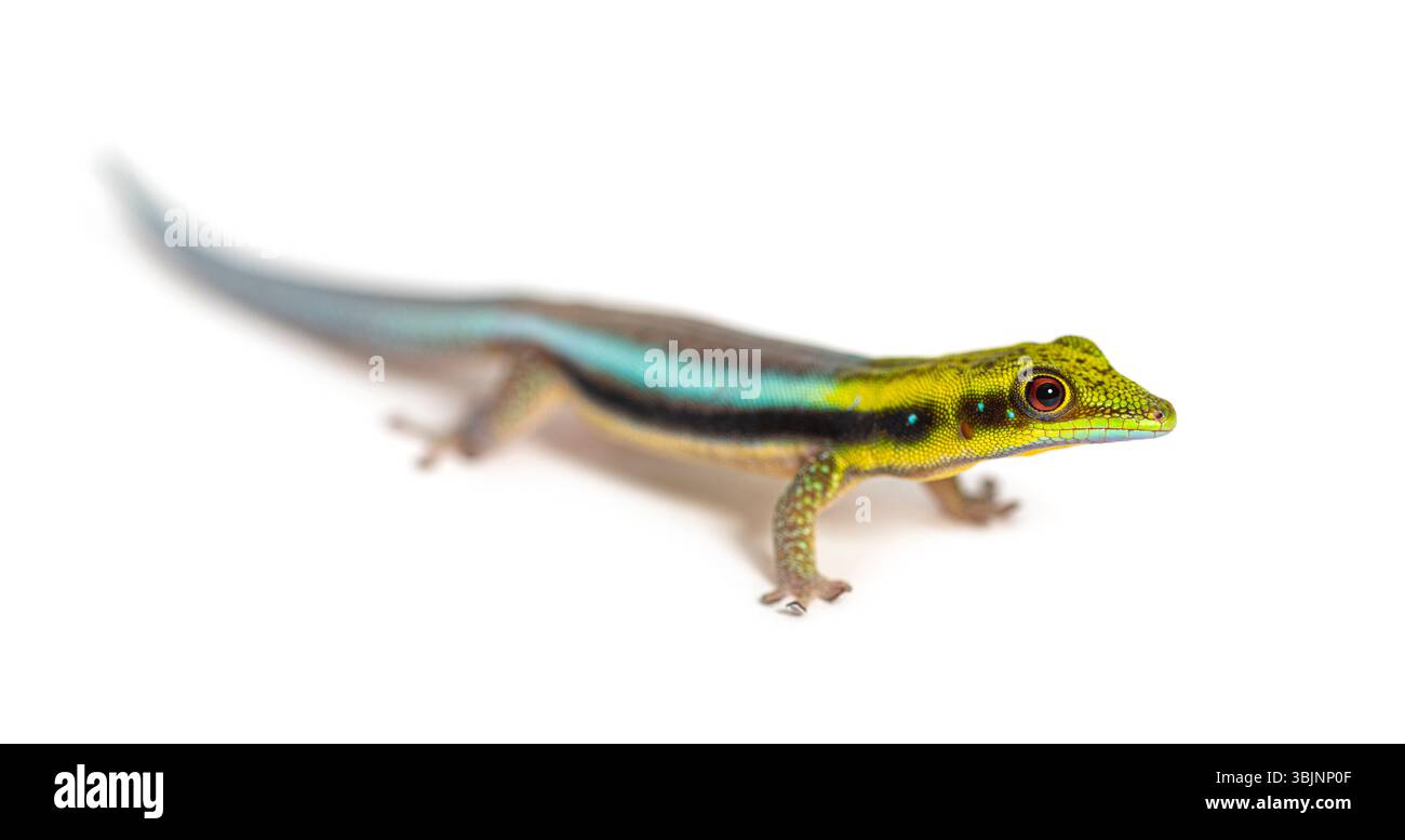 Side view of a yellow-headed day gecko, Phelsuma klemmeri, isolated on ...