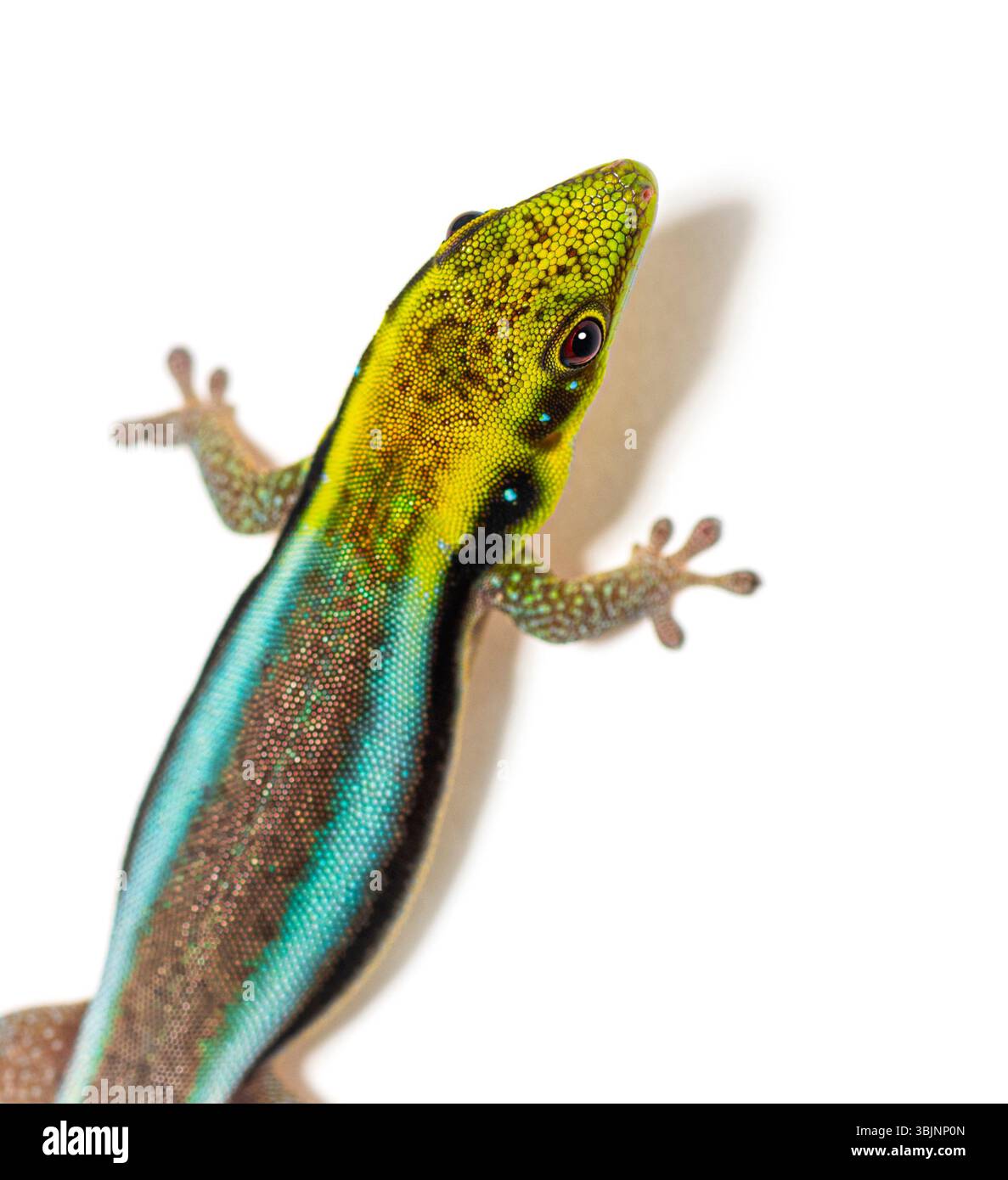 Head shot and Dorsal view of a yellow-headed day gecko, Phelsuma ...
