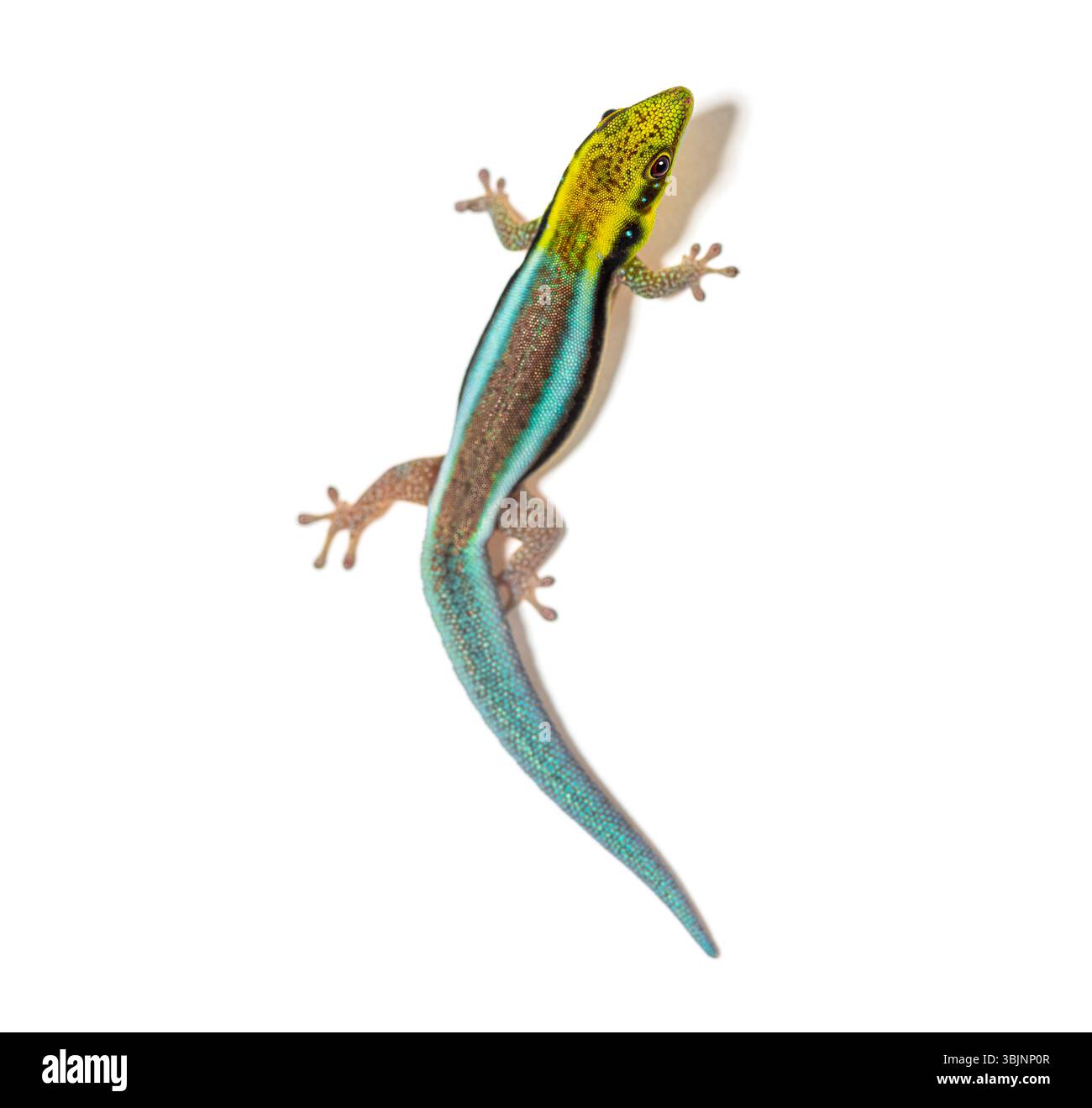 Dorsal view of a yellow-headed day gecko, Phelsuma klemmeri, isolated ...
