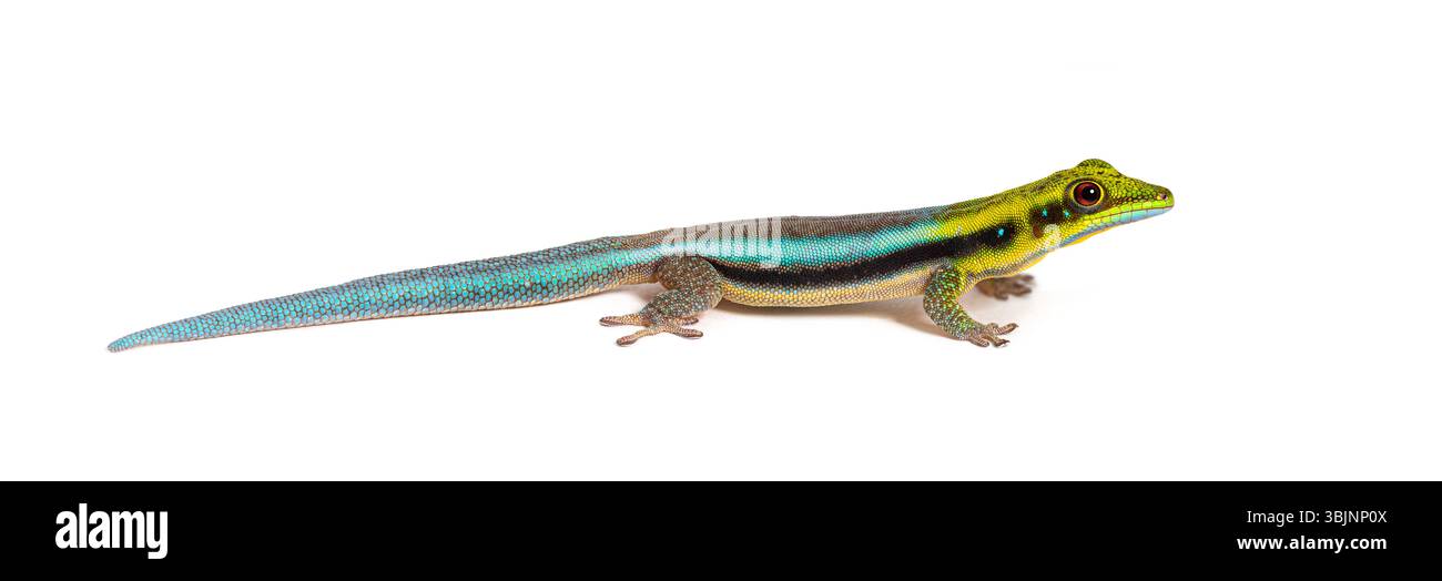 Side view of a yellow-headed day gecko, Phelsuma klemmeri, isolated on ...