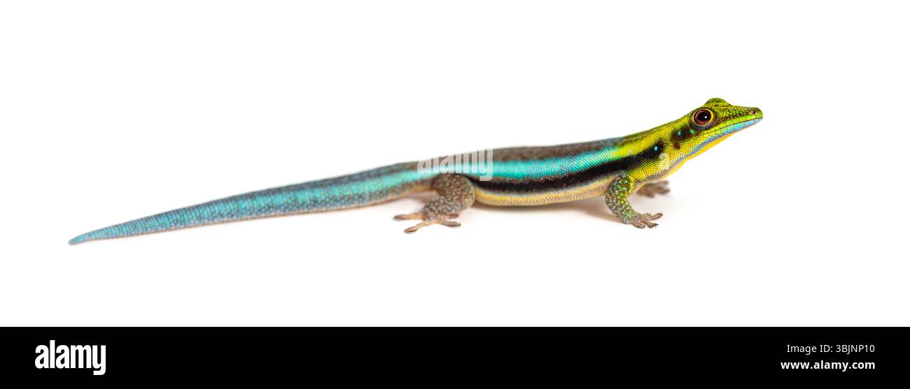 Side view of a yellow-headed day gecko, Phelsuma klemmeri, isolated on ...