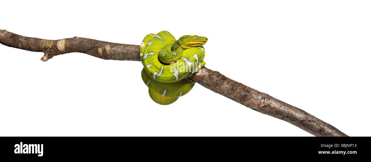 Adult Emerald tree boa wrapped around a branch, Corallus caninus ...