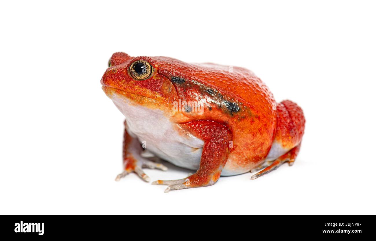 Madagascar tomato frog looking at the camera, Dyscophus antongilii ...