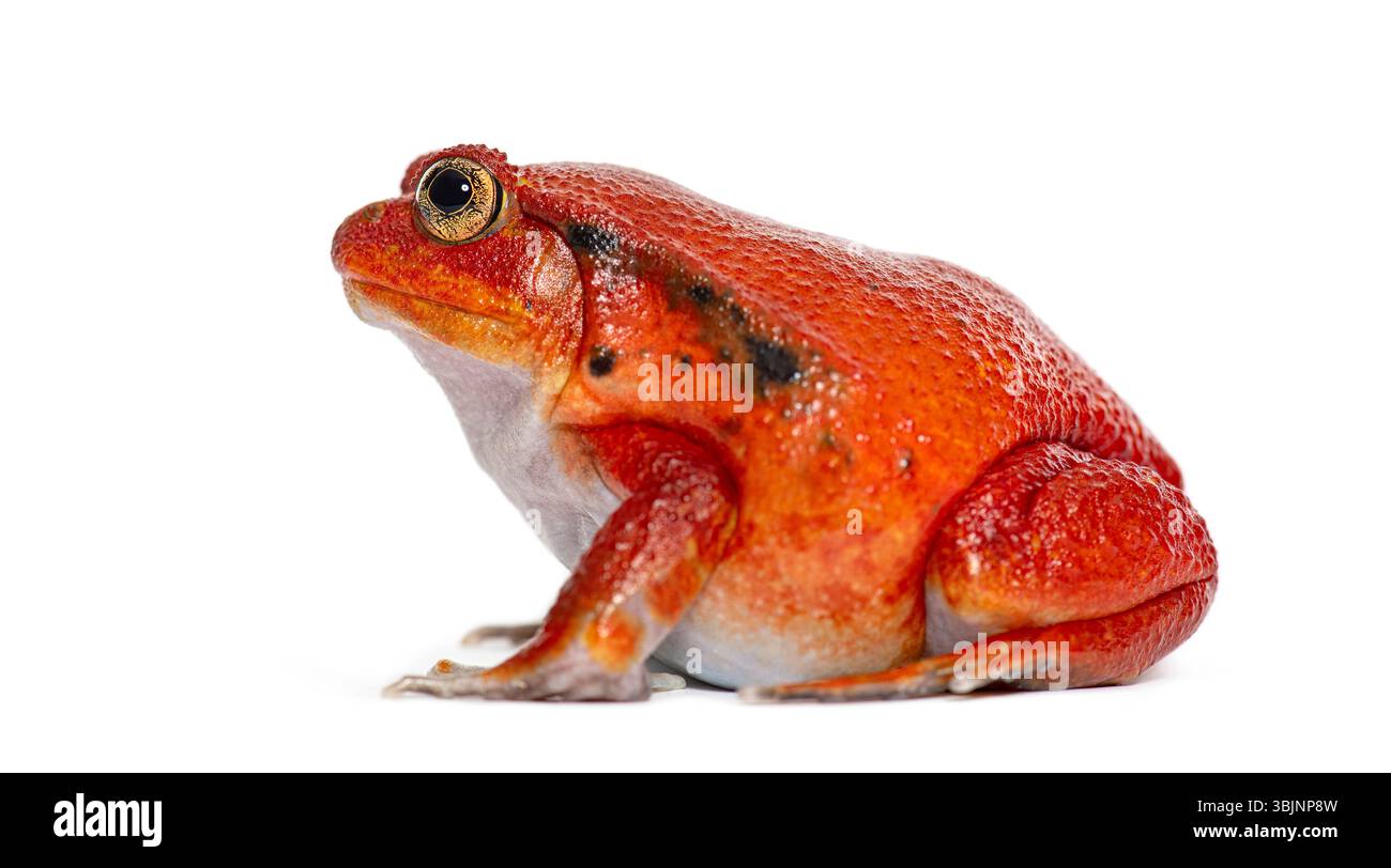 Side view portrait of a Madagascar tomato frog, Dyscophus antongilii ...